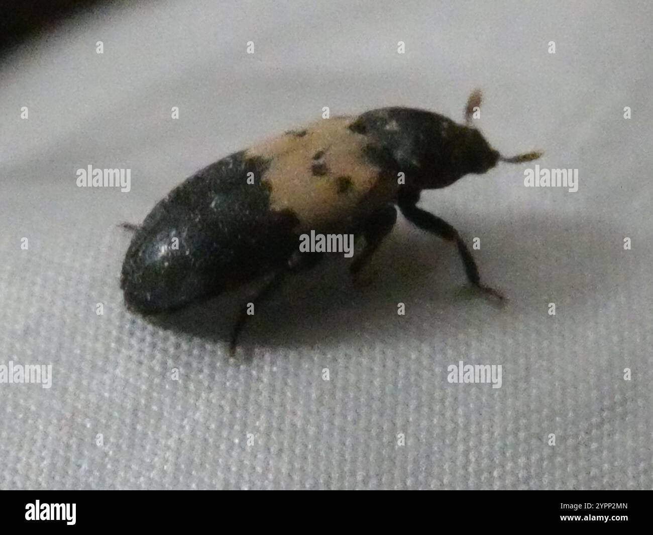 Dermestes lardarius larder beetle hi-res stock photography and images ...