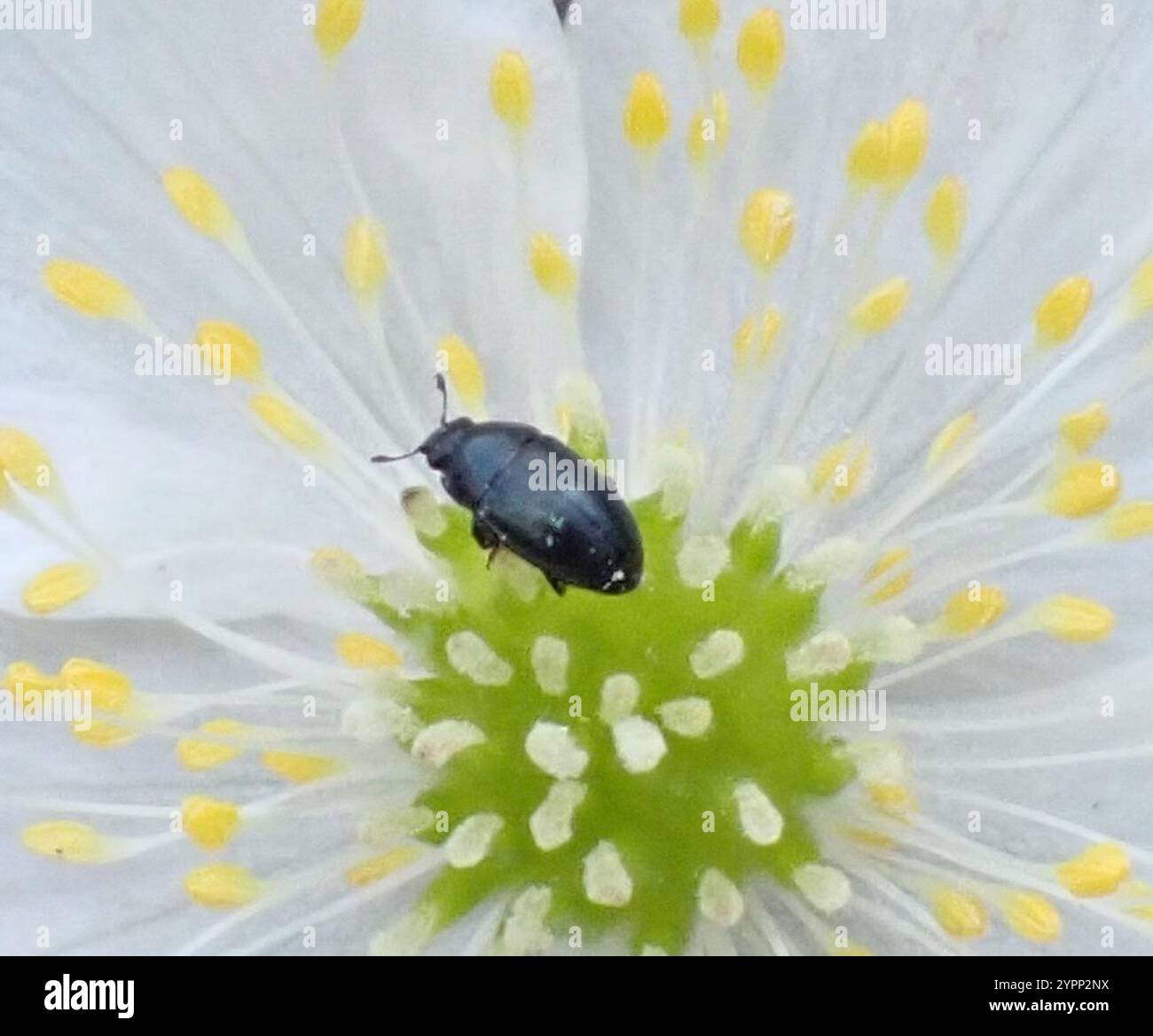 Pollen Beetles (Meligethinae Stock Photo - Alamy