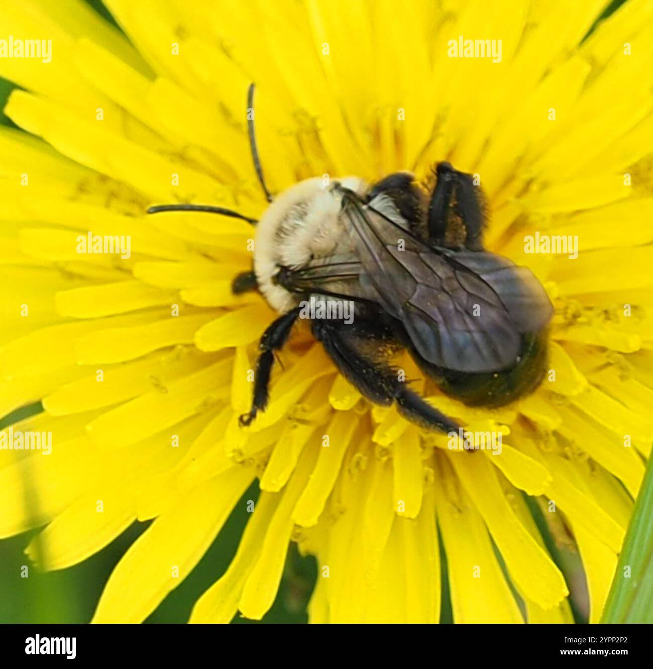 Mining Bees (Andrena Stock Photo - Alamy