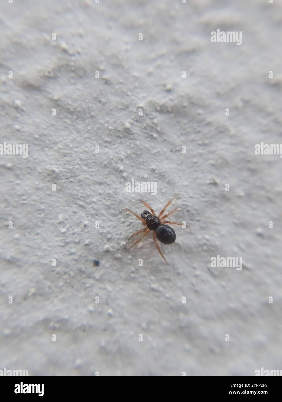 Dwarf Spiders (Erigoninae Stock Photo - Alamy