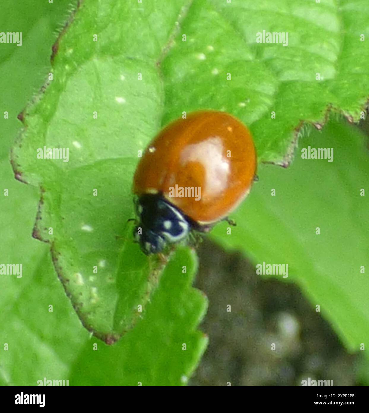 Spotless Lady Beetle (Cycloneda sanguinea Stock Photo - Alamy