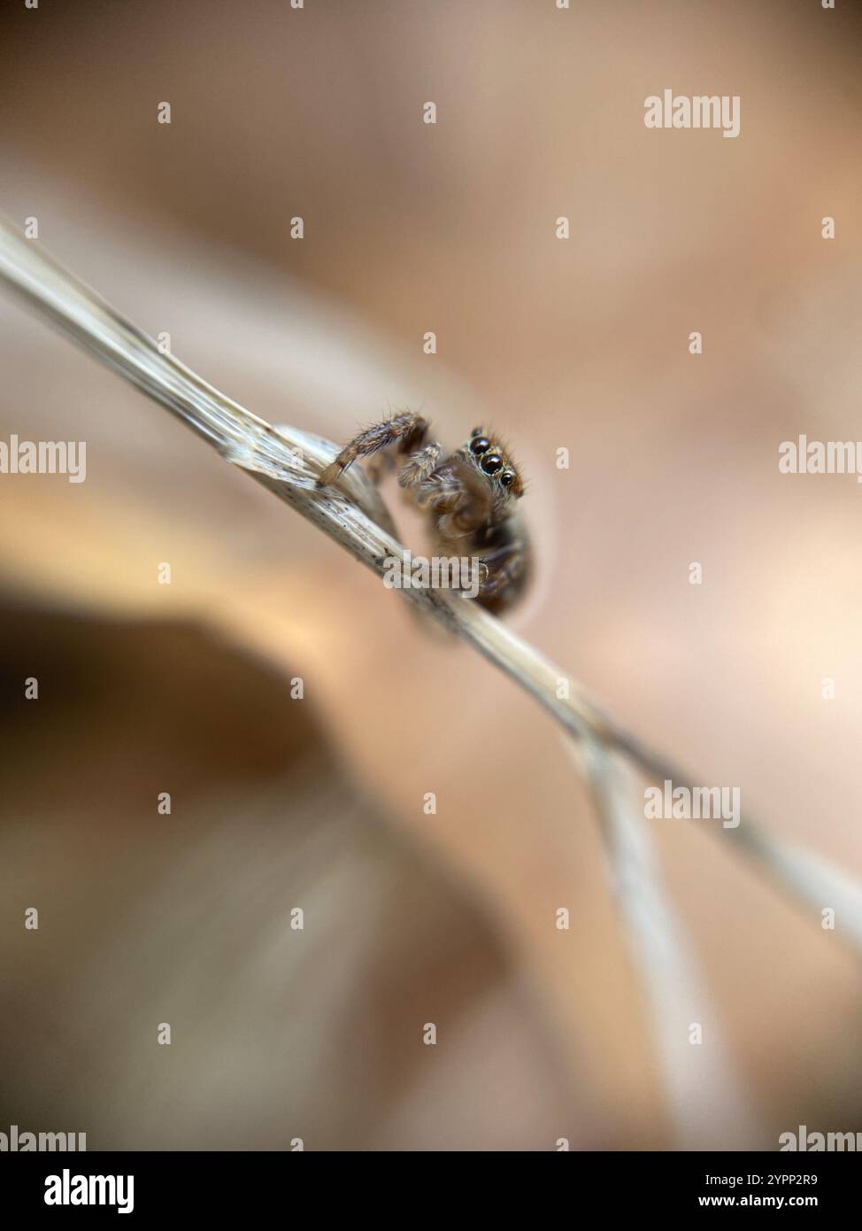 Woodland Jumping Spider (Evarcha falcata Stock Photo - Alamy