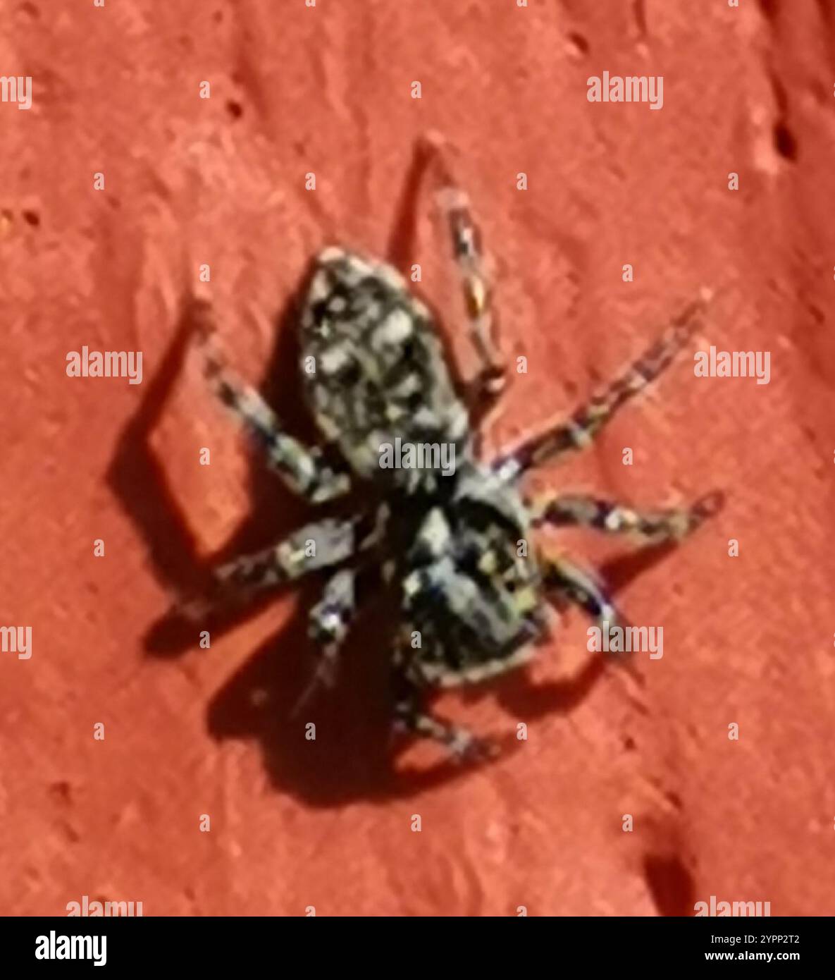 Attulus hi-res stock photography and images - Alamy