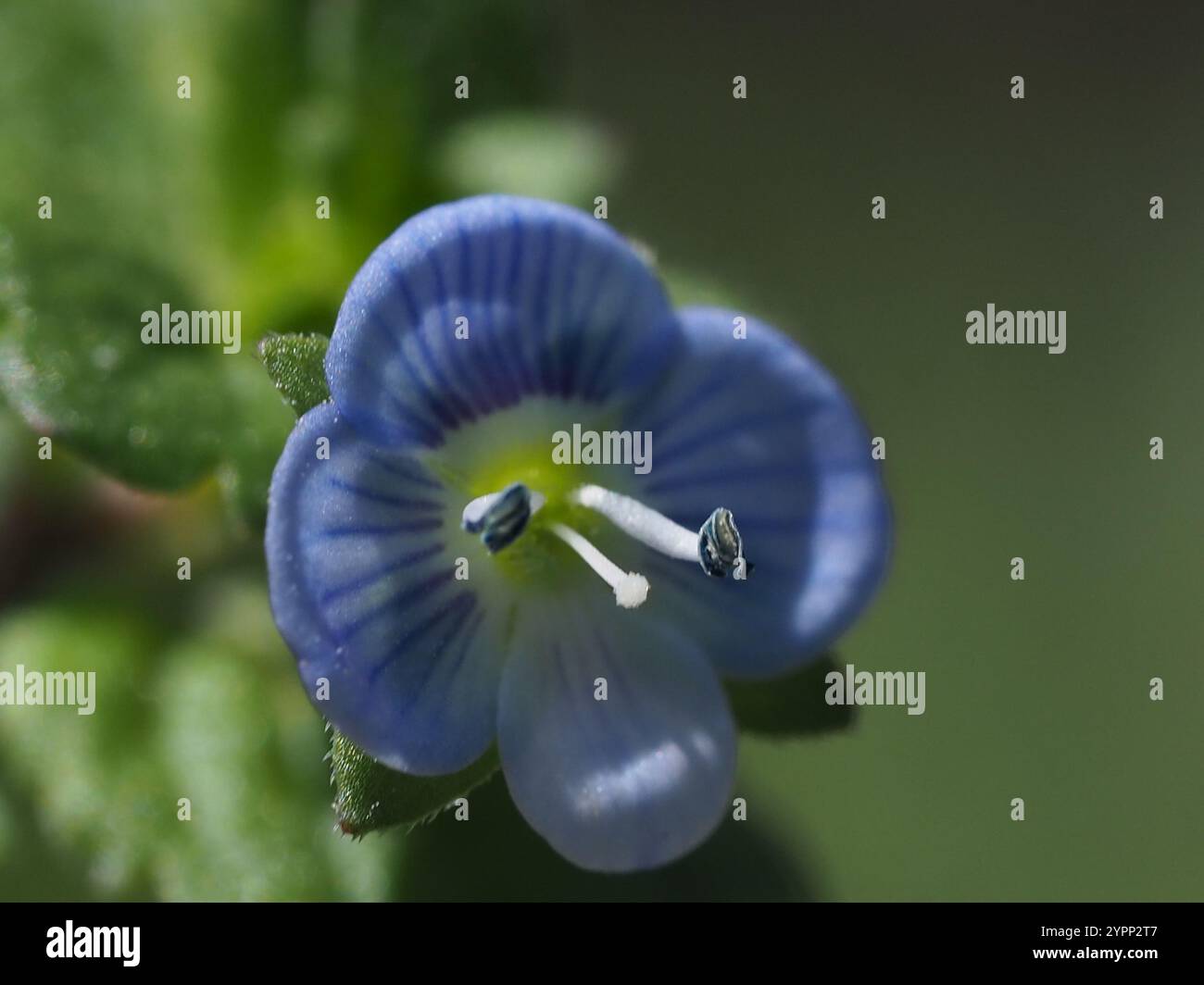 bird's-eye speedwell (Veronica persica Stock Photo - Alamy