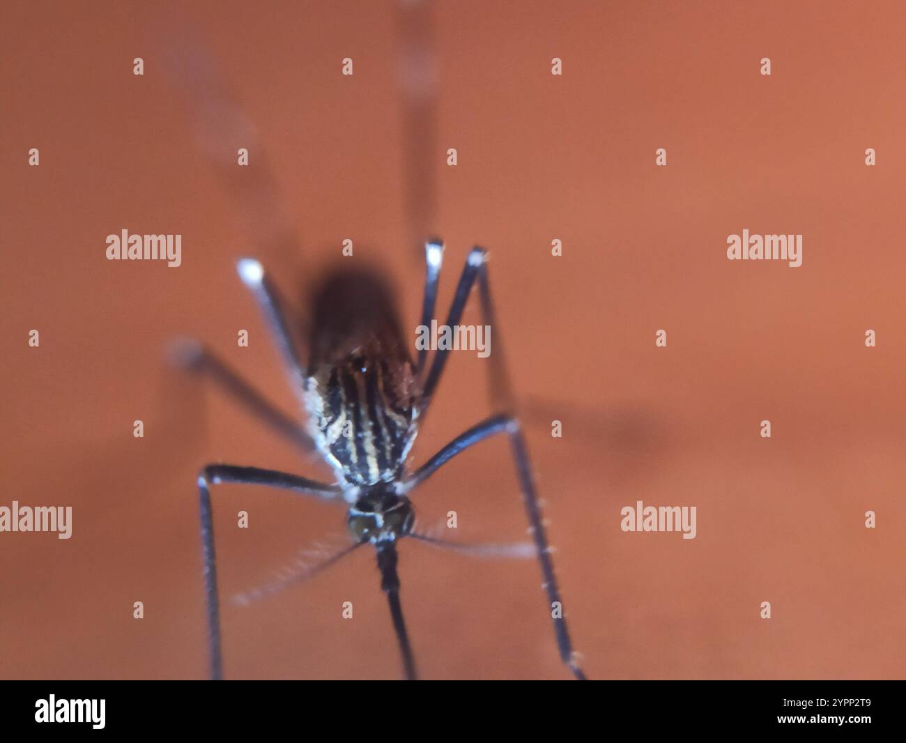 Asian Bush Mosquito (Aedes japonicus Stock Photo - Alamy