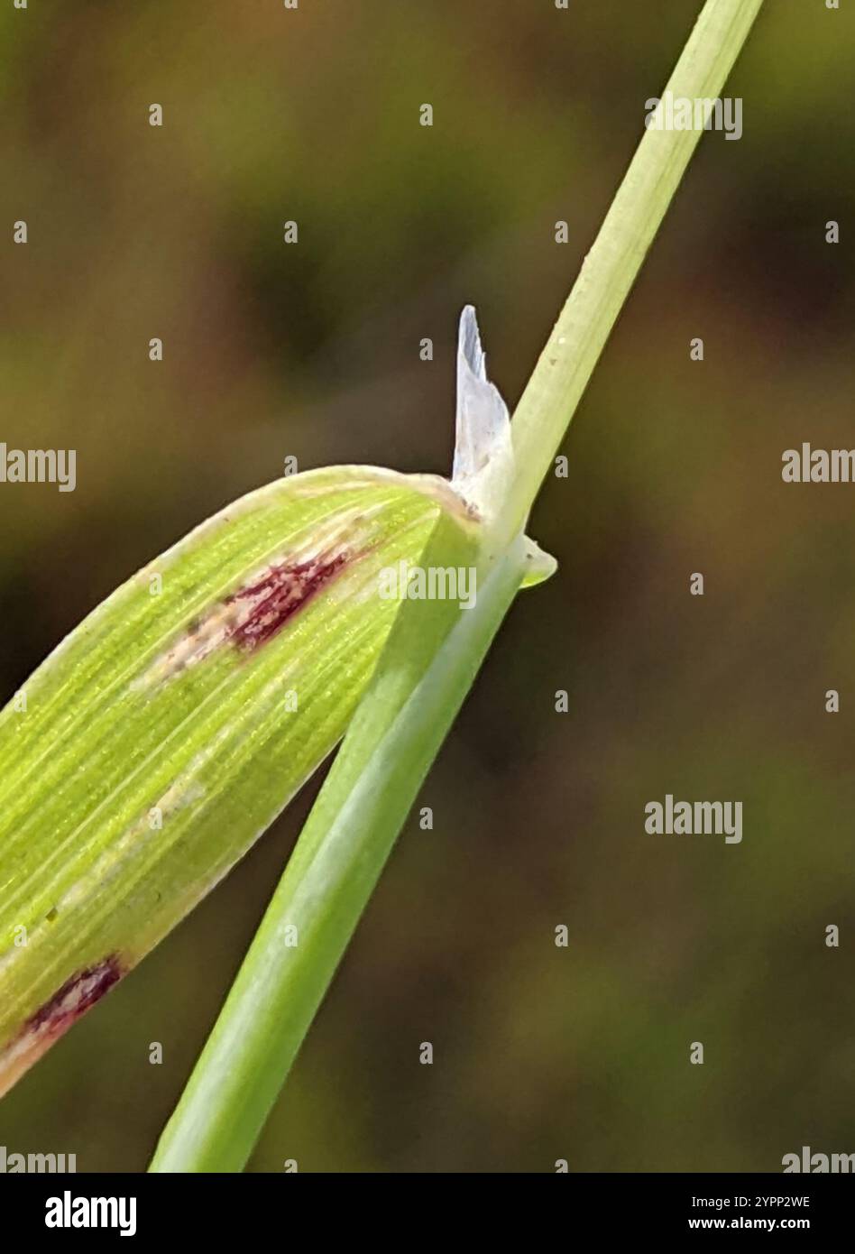 Greater Quaking Grass (Briza maxima Stock Photo - Alamy