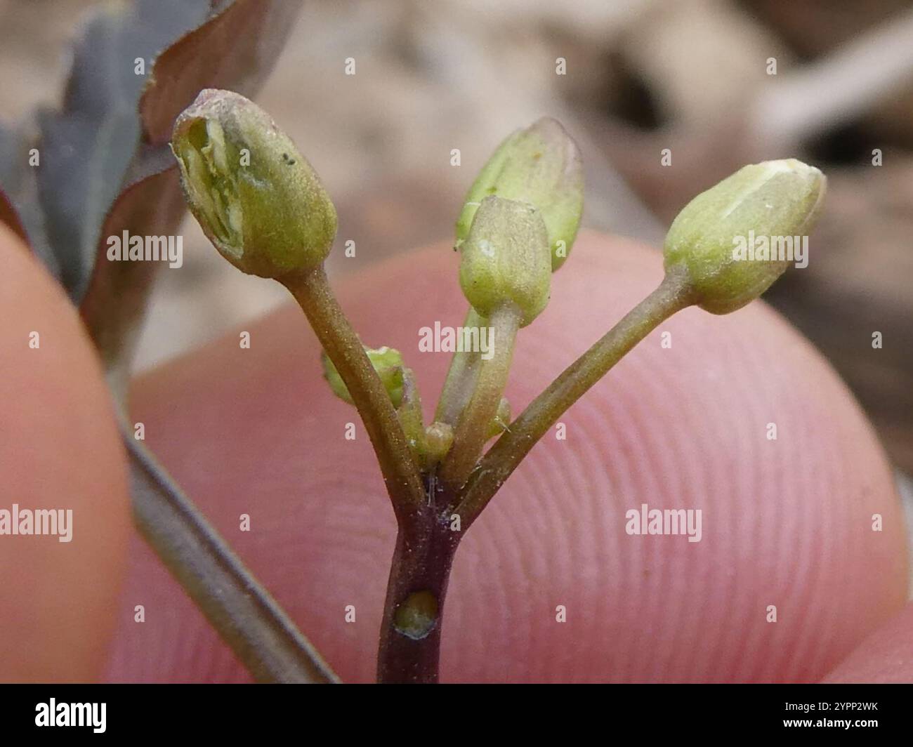 Two-leaved Toothwort (Cardamine diphylla Stock Photo - Alamy