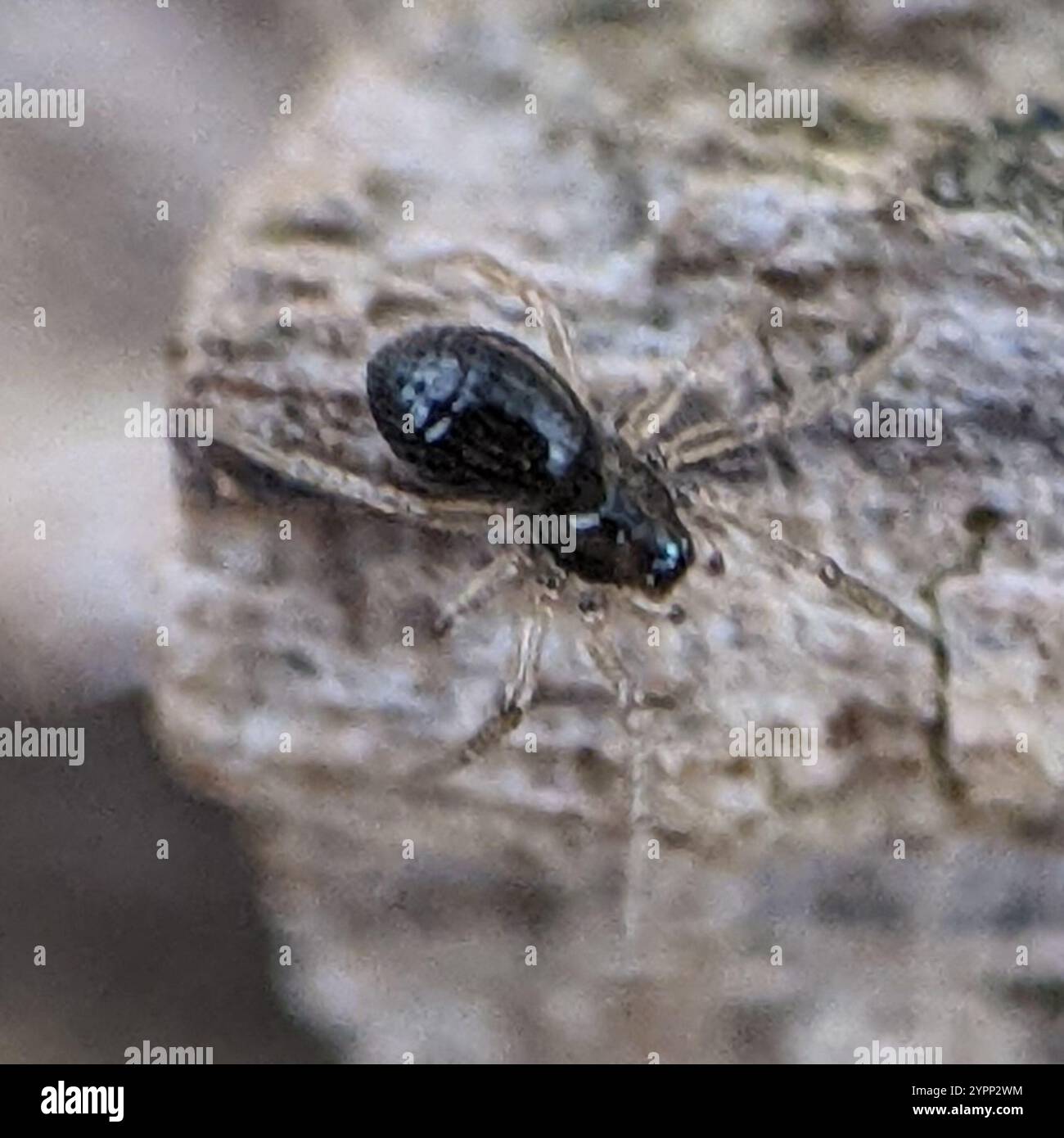 Typical Spiders (Araneomorphae Stock Photo - Alamy