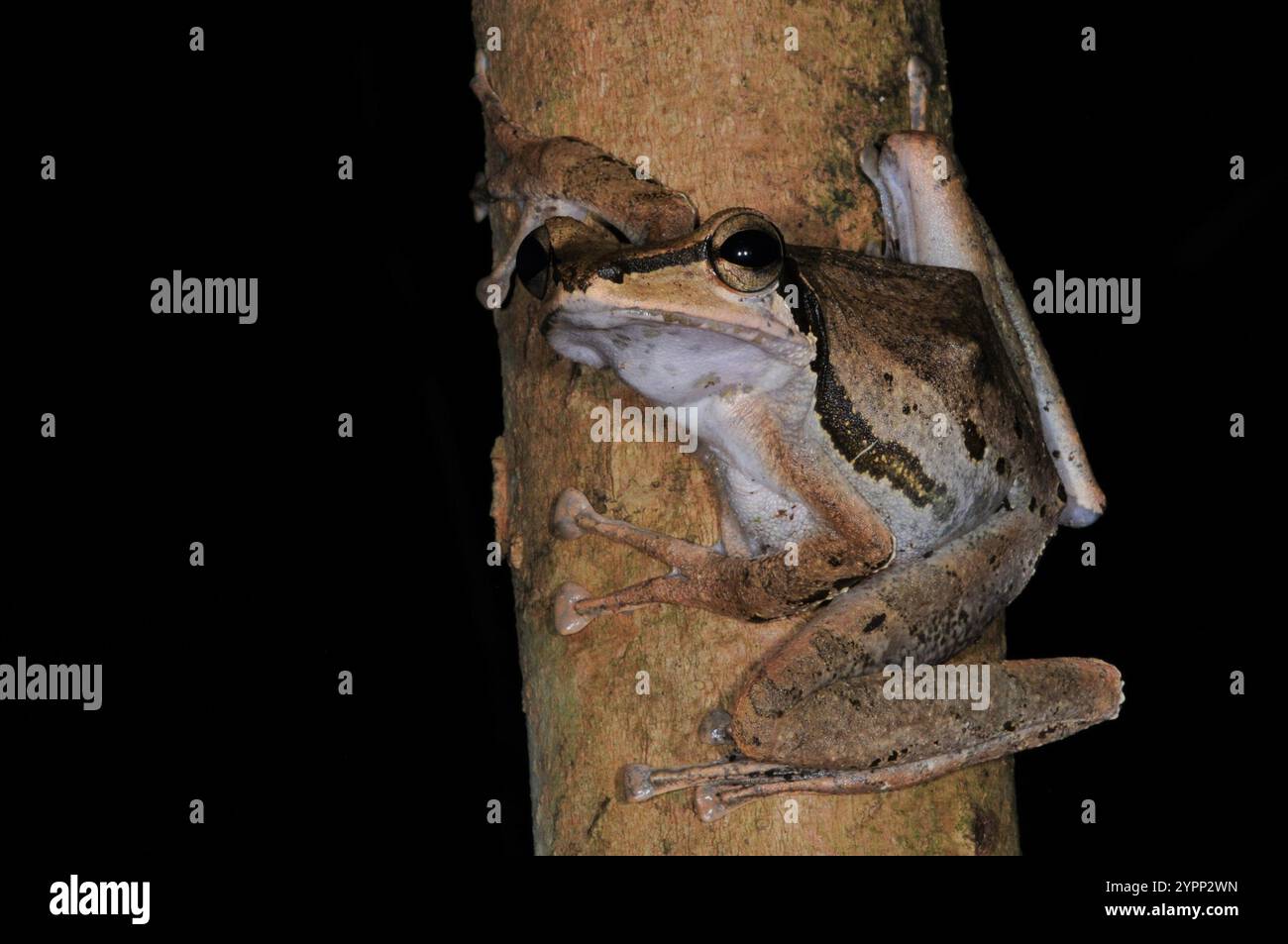 Dark eared tree frog hi-res stock photography and images - Alamy