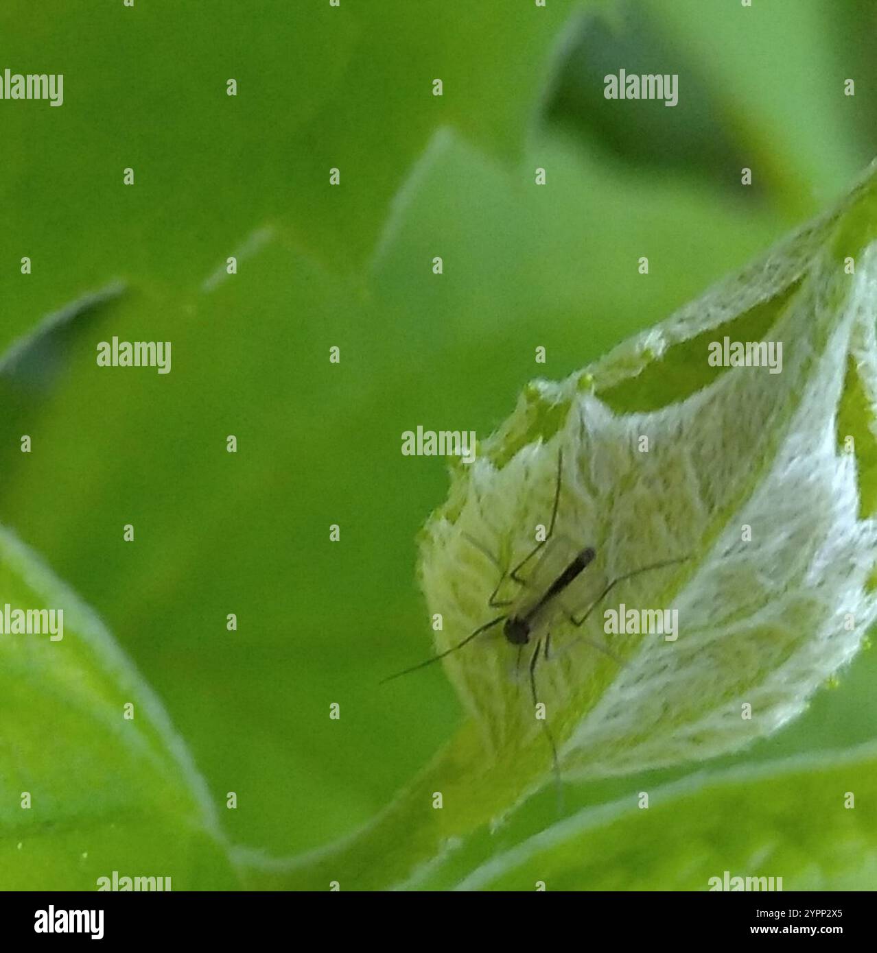 Non-biting Midges (Chironomidae Stock Photo - Alamy