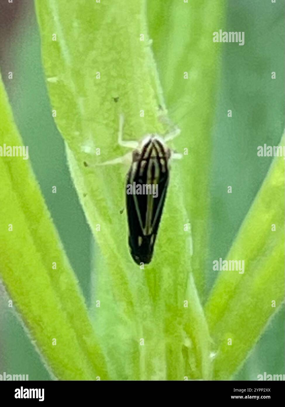 Yellow-striped Leafhopper (Sibovia occatoria Stock Photo - Alamy