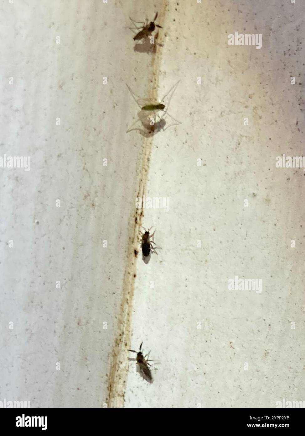 Biting Midges (Ceratopogonidae Stock Photo - Alamy