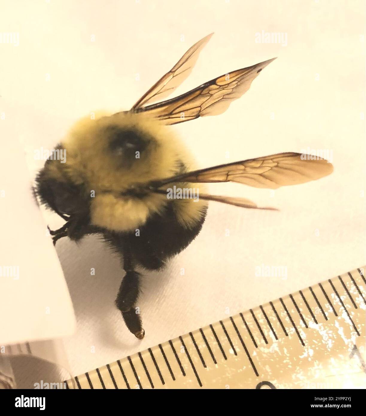 Two-spotted Bumble Bee (Bombus bimaculatus Stock Photo - Alamy