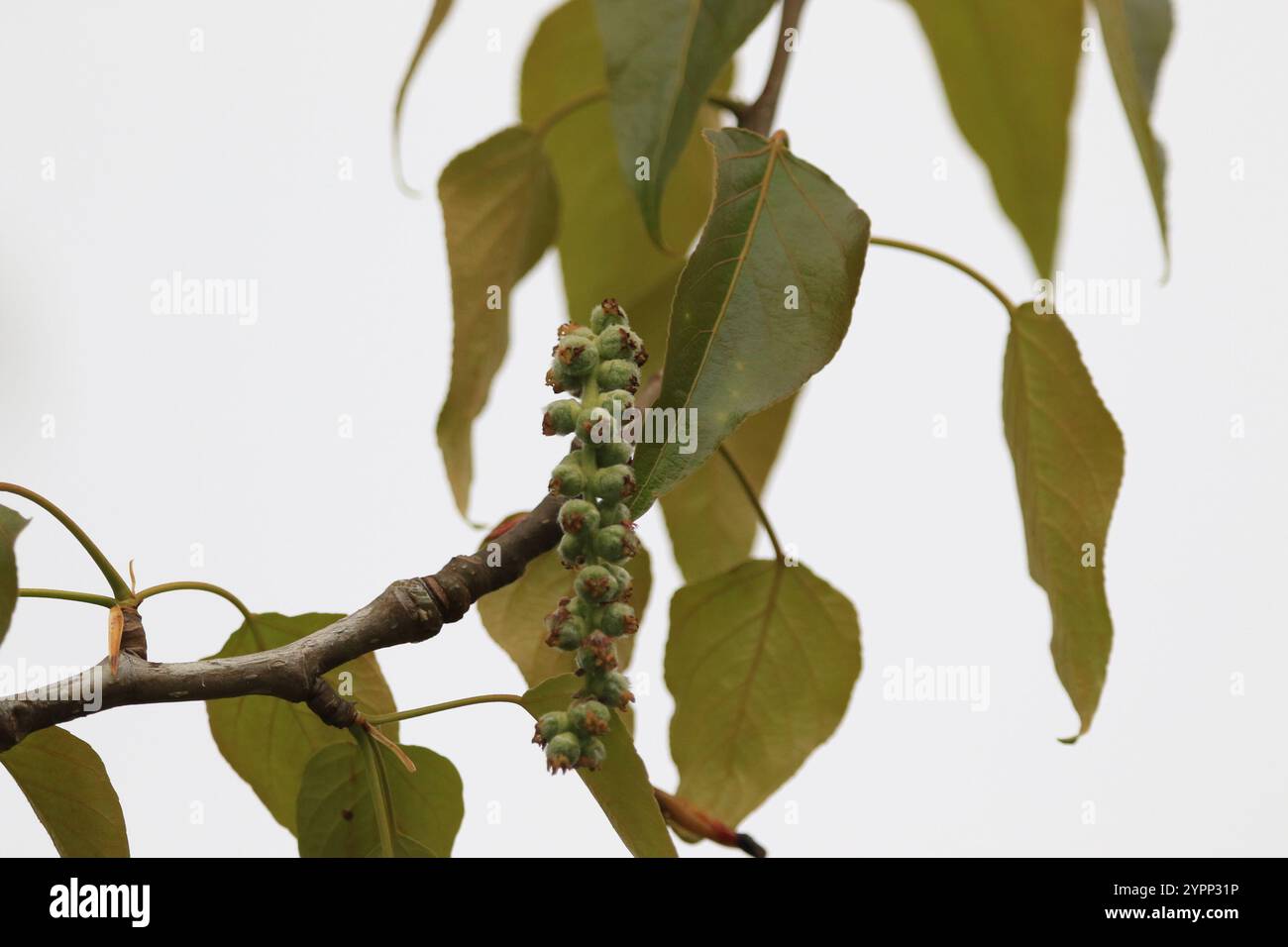 black cottonwood (Populus trichocarpa Stock Photo - Alamy