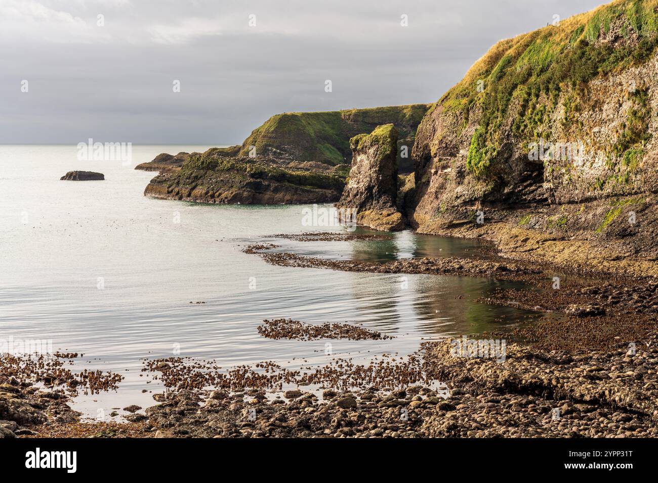 The cliffs and North Sea coast in Crawton, Aberdeenshire, Scotland, UK ...