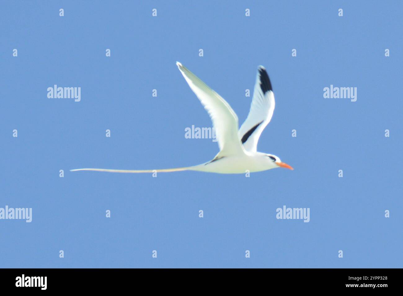 Caribbean White-tailed Tropicbird (Phaethon lepturus catesbyi Stock ...