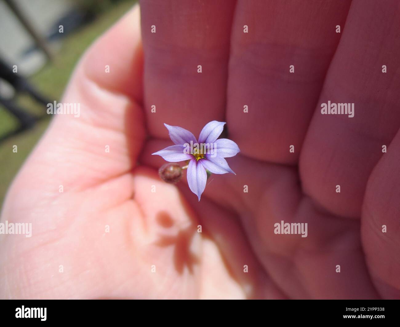 Pigroot hi-res stock photography and images - Alamy