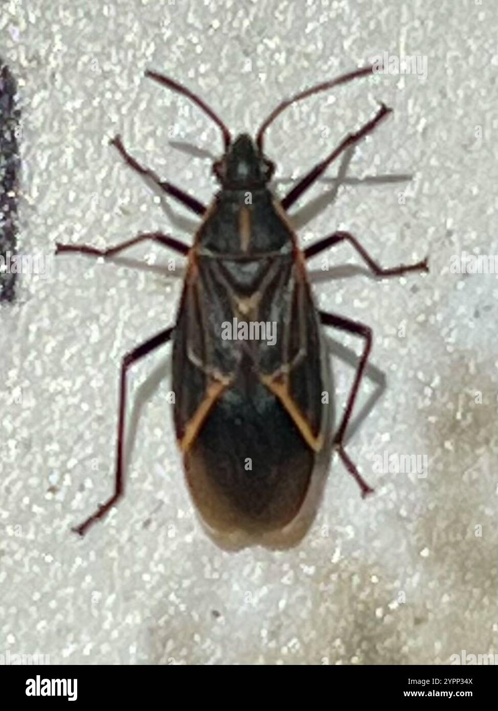 Western Boxelder Bug (Boisea rubrolineata Stock Photo - Alamy