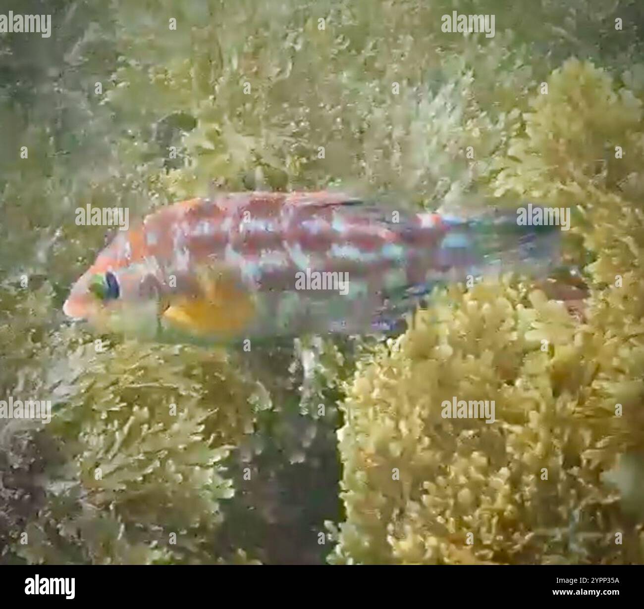 Corkwing wrasse hi-res stock photography and images - Alamy