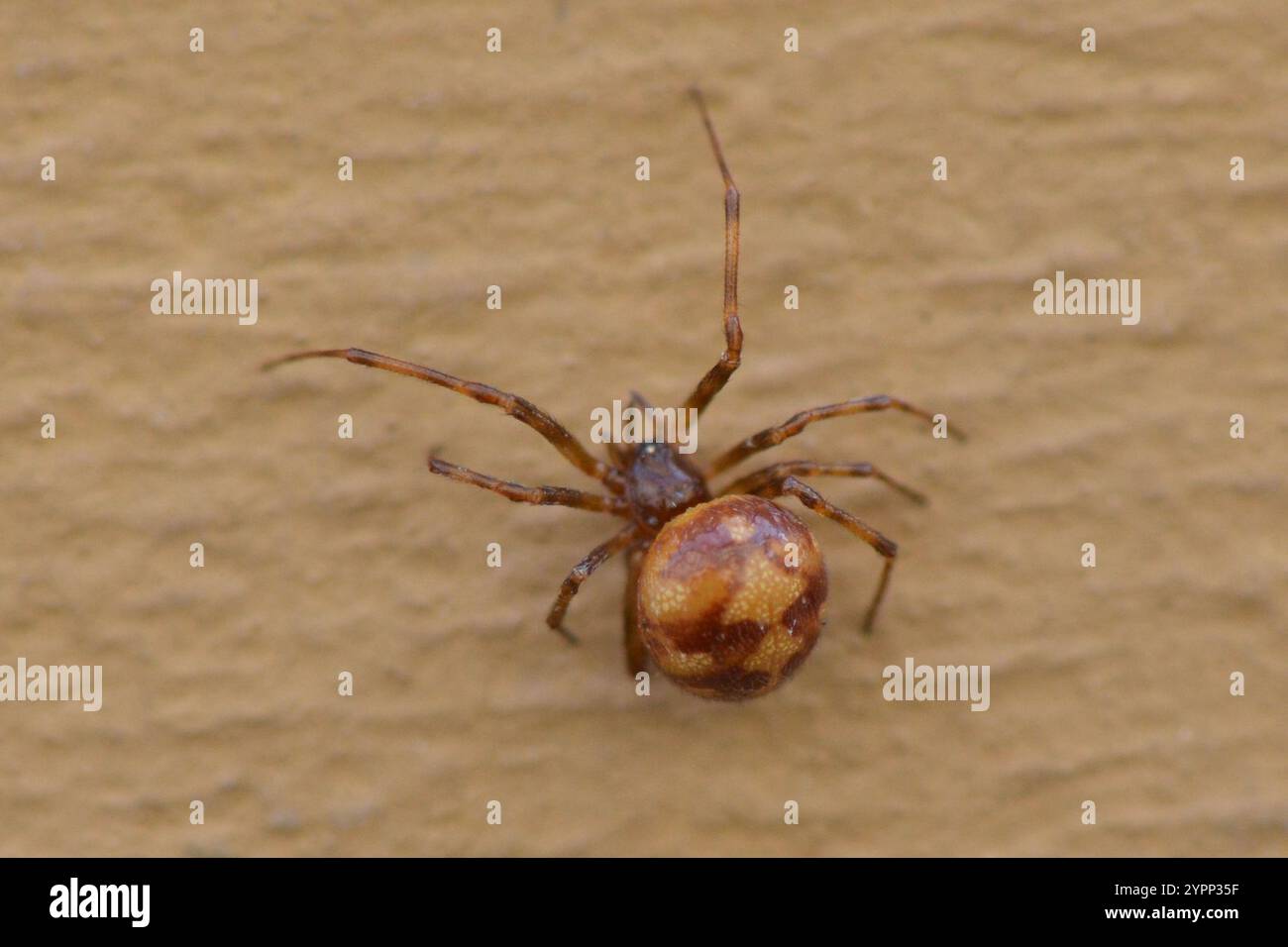 Triangulate Combfoot (Steatoda triangulosa Stock Photo - Alamy