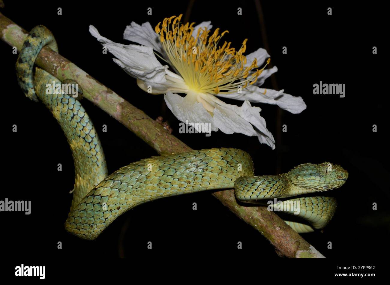 African Bush Viper (Atheris squamigera Stock Photo - Alamy