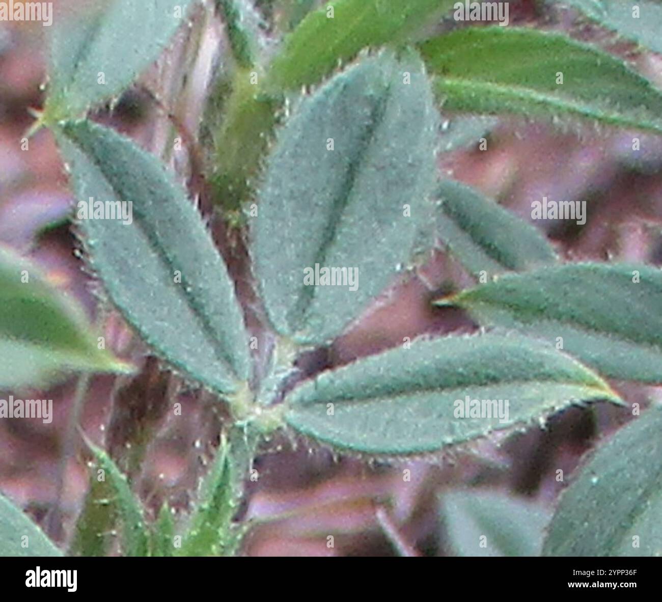 Wild Lucerne (Stylosanthes fruticosa Stock Photo - Alamy