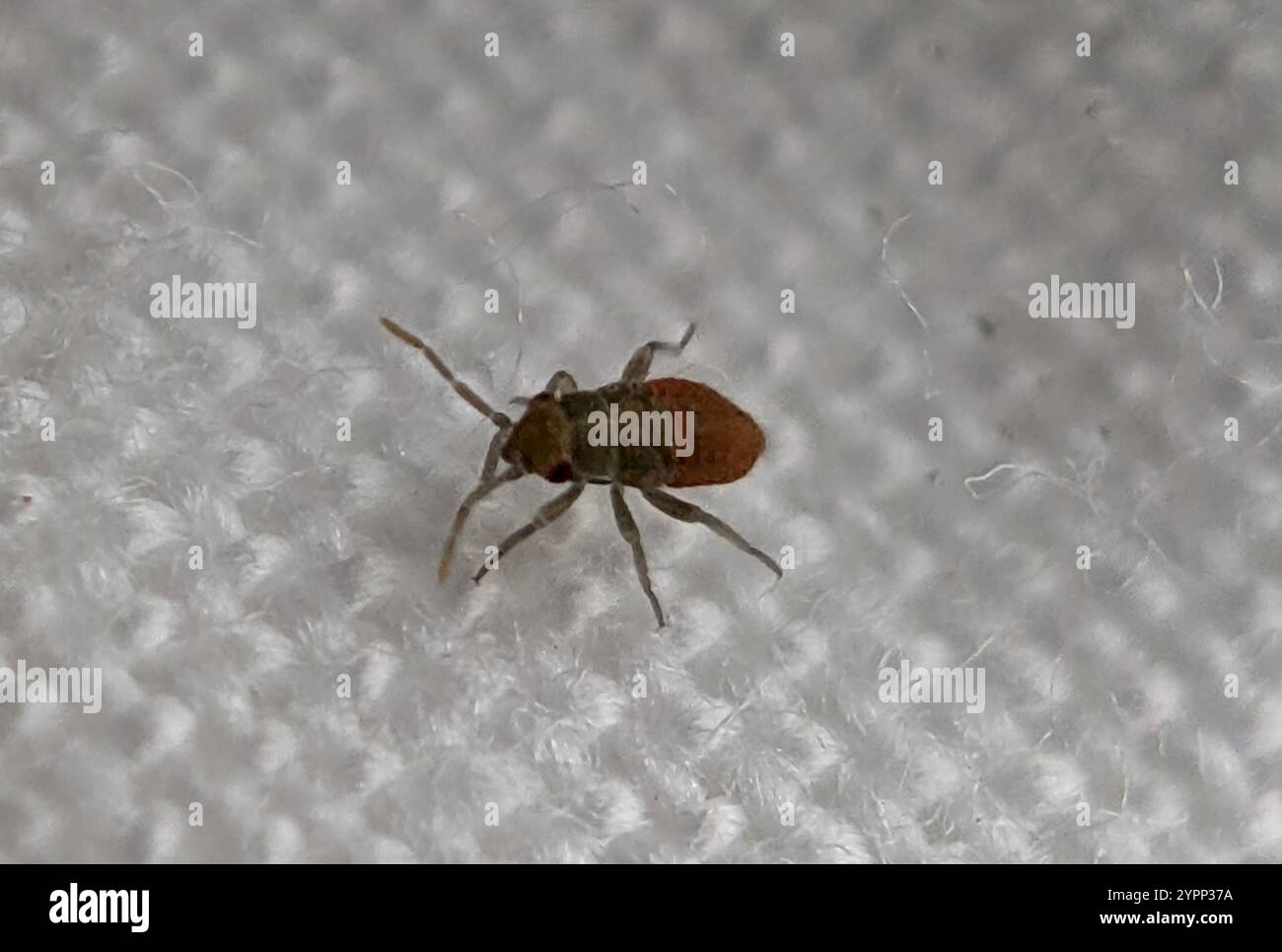 True Bugs (Heteroptera Stock Photo - Alamy