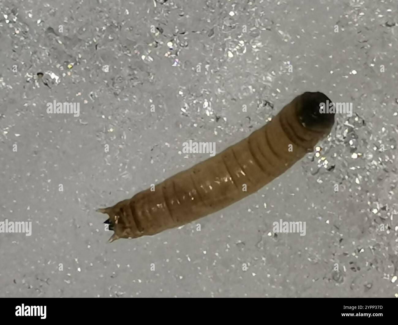 Typical Crane Flies (Tipuloidea Stock Photo - Alamy