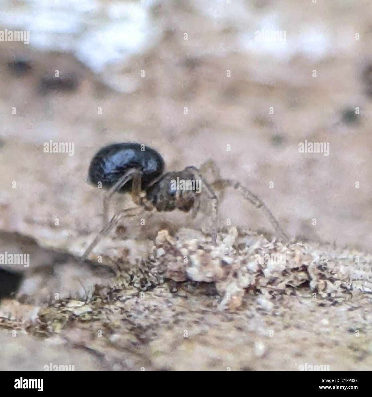 Typical Spiders (Araneomorphae Stock Photo - Alamy
