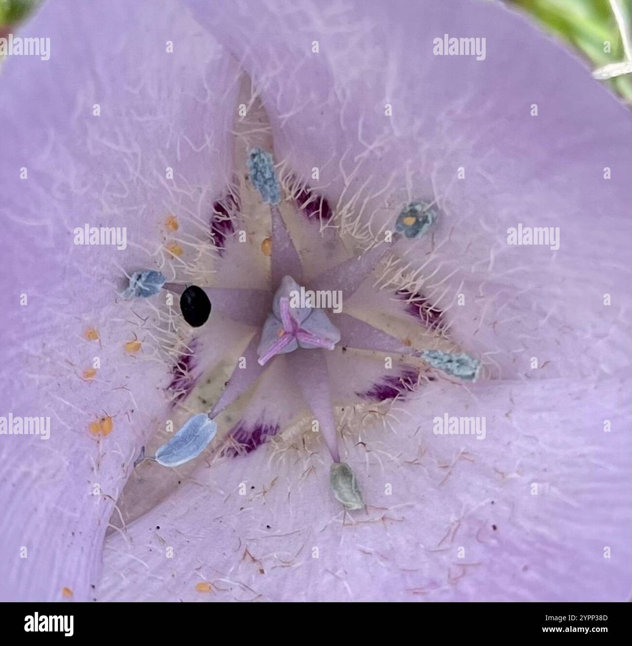 Pink star-tulip (Calochortus uniflorus Stock Photo - Alamy