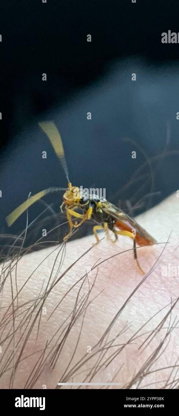Web-spinning Sawflies (Pamphiliidae Stock Photo - Alamy