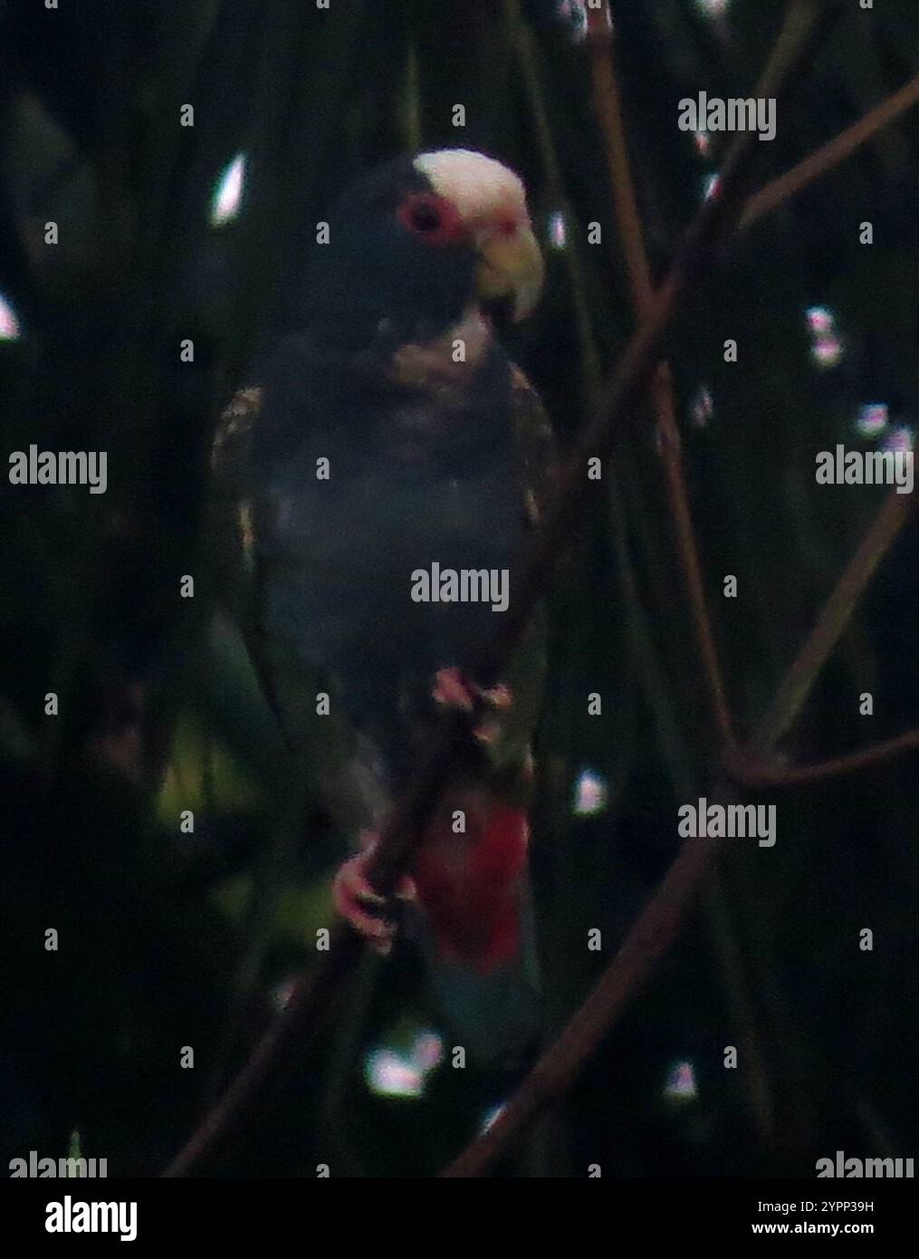 White-crowned Parrot (Pionus senilis Stock Photo - Alamy