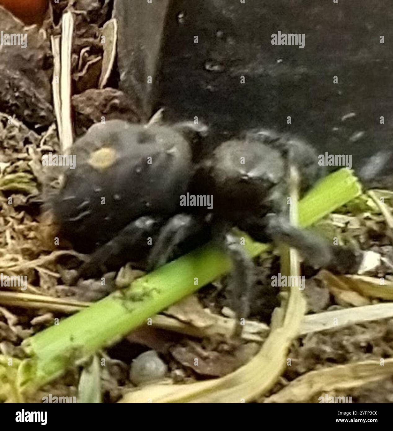 Bold Jumping Spider (Phidippus audax Stock Photo - Alamy
