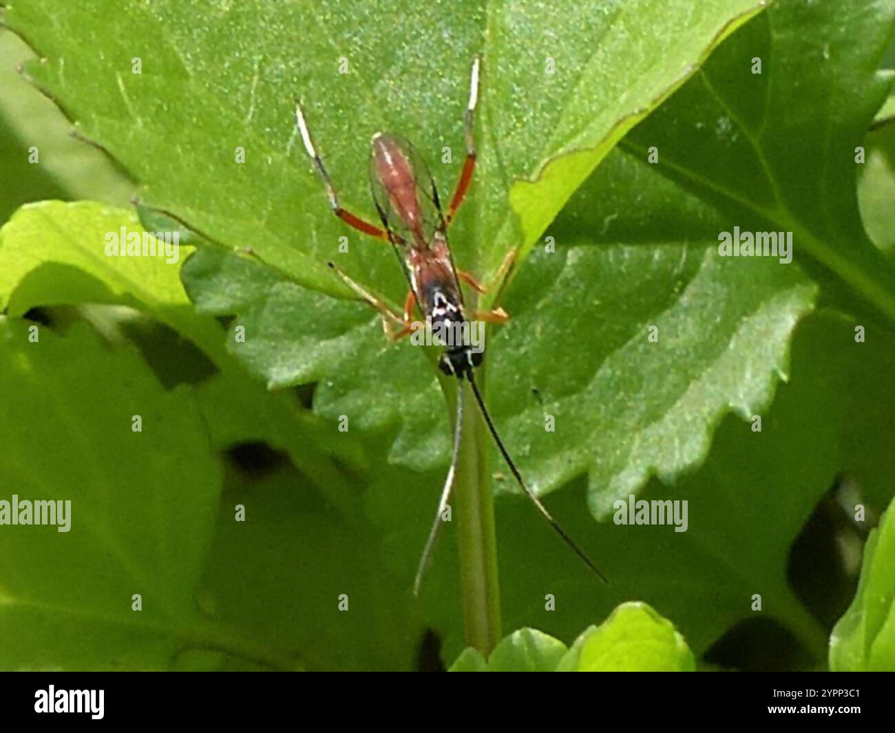 Ichneumonid Wasps (Ichneumonidae Stock Photo - Alamy