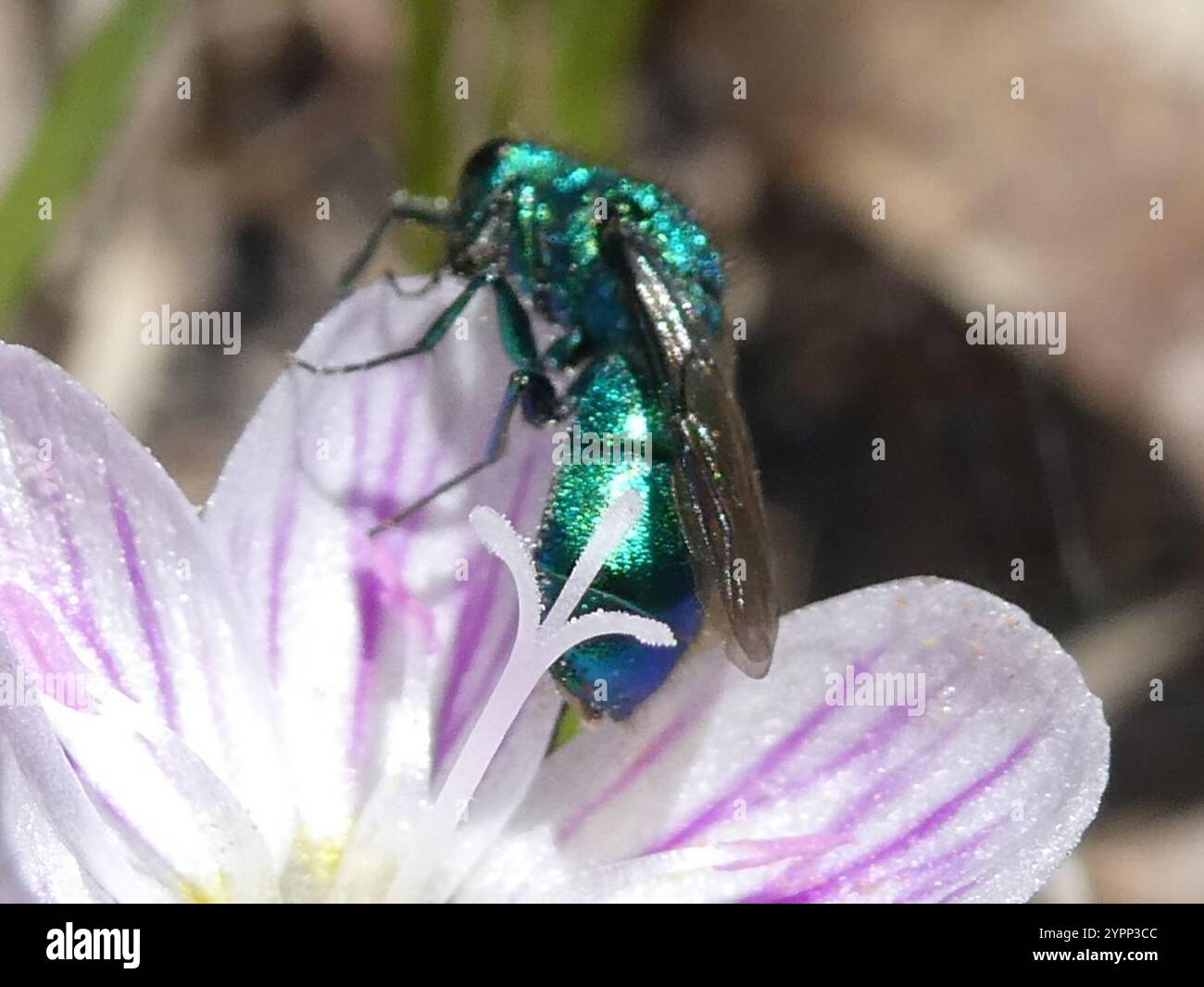 Cuckoo Wasps (Chrysididae Stock Photo - Alamy