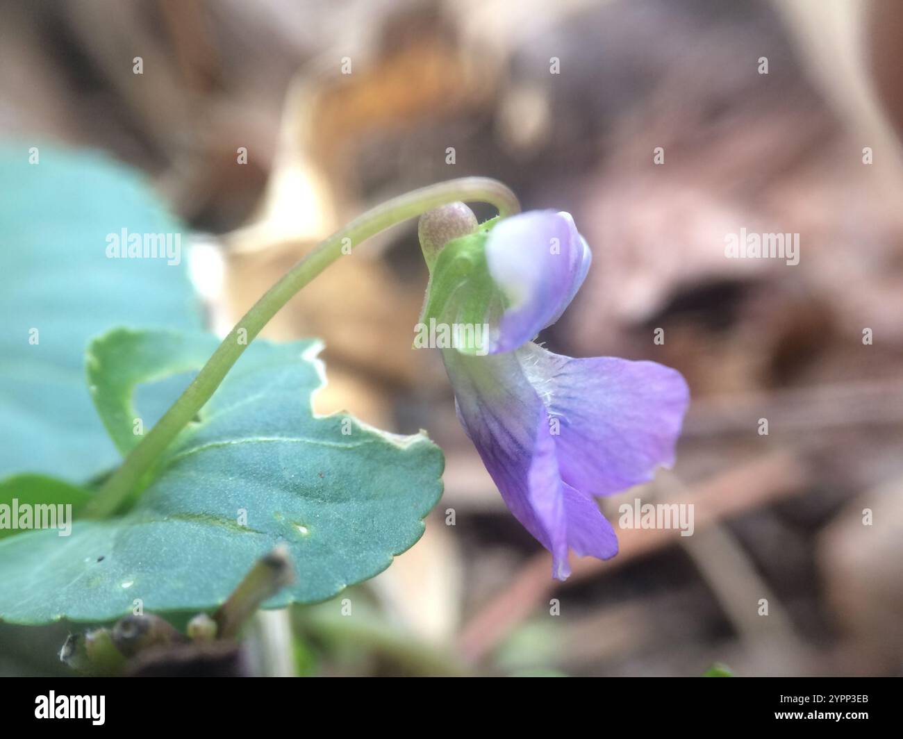 Le Conte's Violet (Viola affinis Stock Photo - Alamy