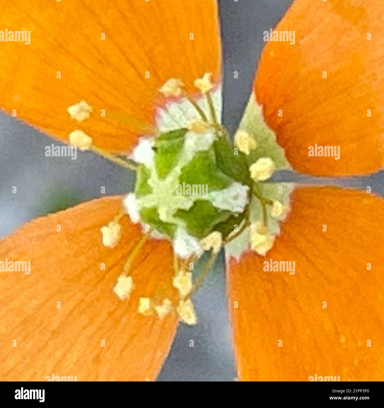 fire poppy (Papaver californicum Stock Photo - Alamy
