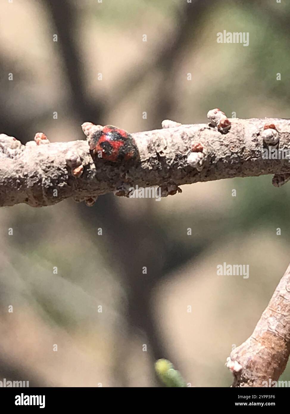 Vedalia Beetle (Novius cardinalis Stock Photo - Alamy