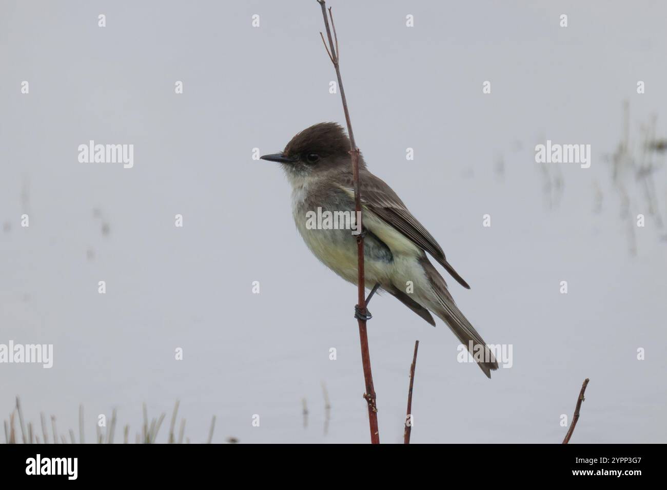 Eastern Phoebe (Sayornis phoebe Stock Photo - Alamy