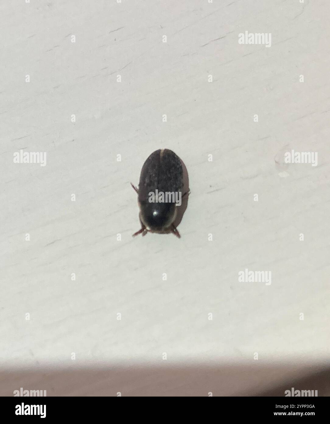Hide Beetle (Dermestes maculatus Stock Photo - Alamy