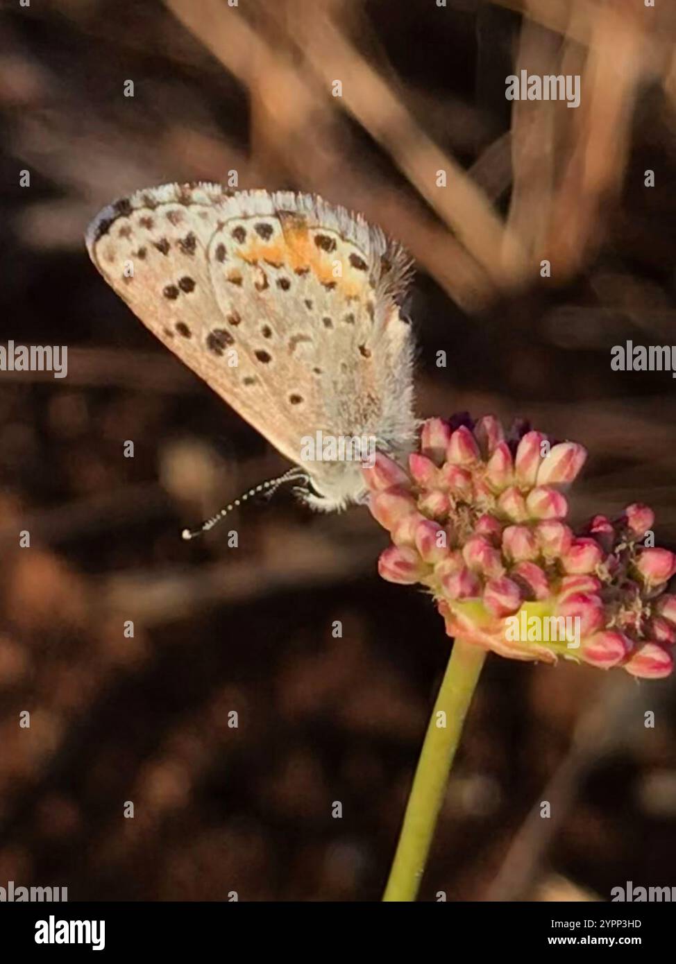 Bay Region Blue (Euphilotes enoptes bayensis Stock Photo - Alamy