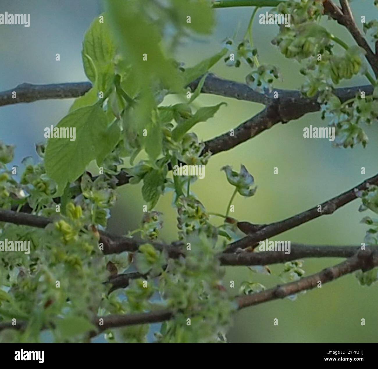 common hackberry (Celtis occidentalis Stock Photo - Alamy