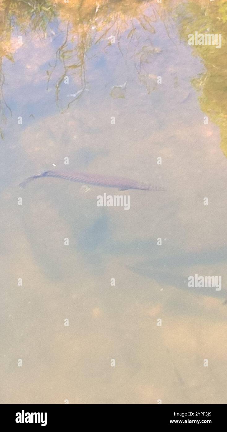 Florida Gar (Lepisosteus platyrhincus Stock Photo - Alamy