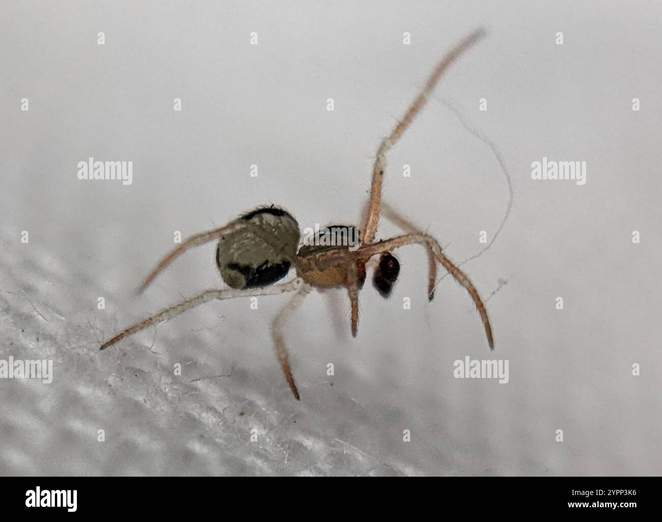 Comb-footed Spiders (Theridiidae Stock Photo - Alamy