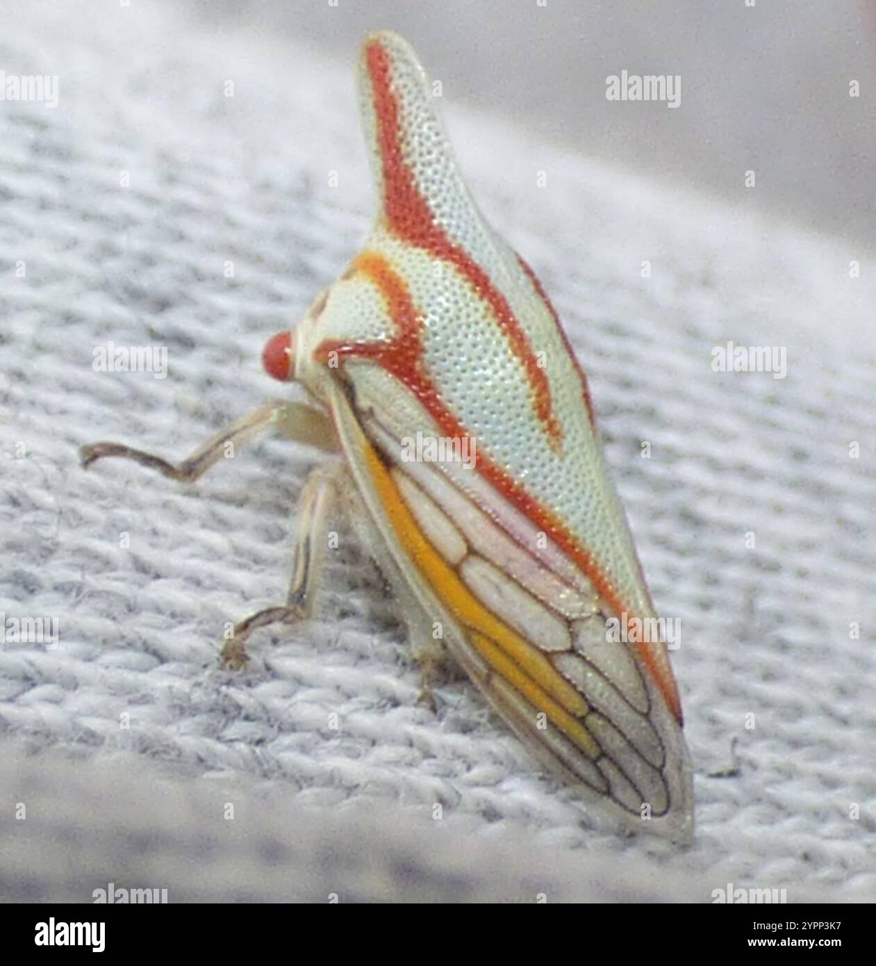 Oak Treehopper (Platycotis vittata Stock Photo - Alamy