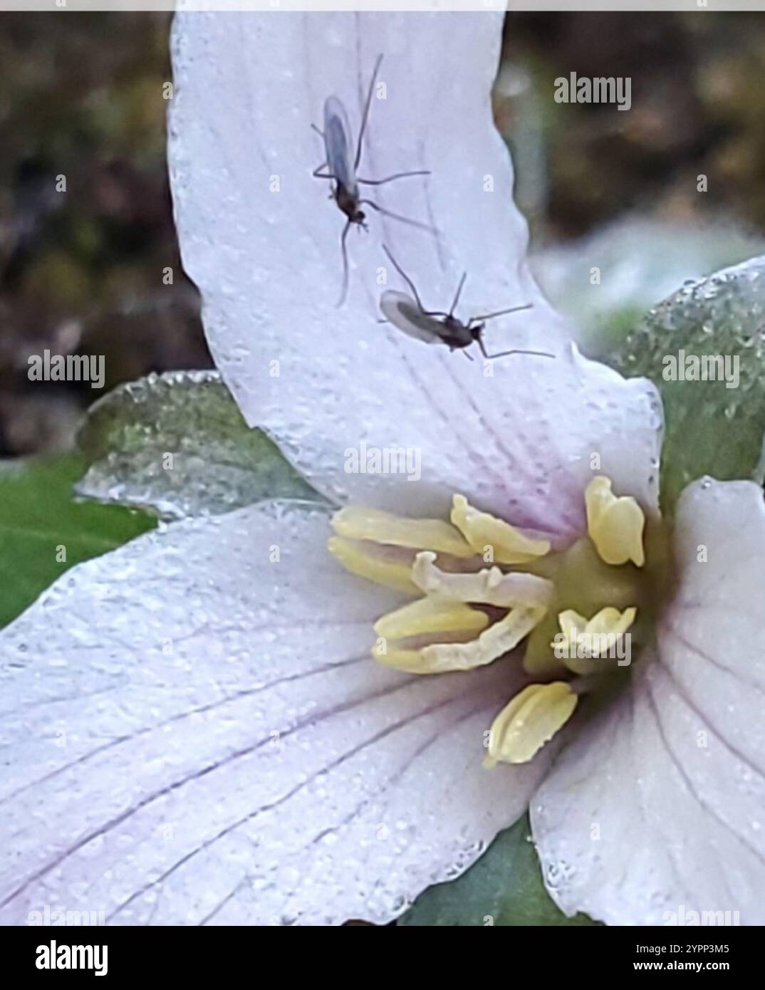 Non-biting Midges (Chironomidae Stock Photo - Alamy