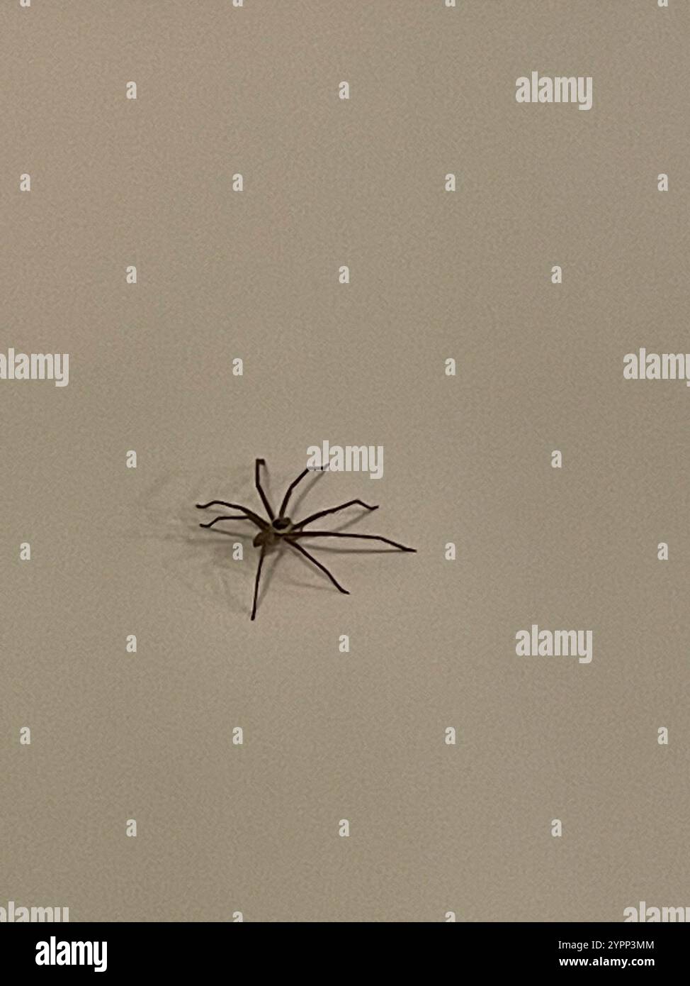 Pantropical Huntsman Spider (Heteropoda venatoria Stock Photo - Alamy
