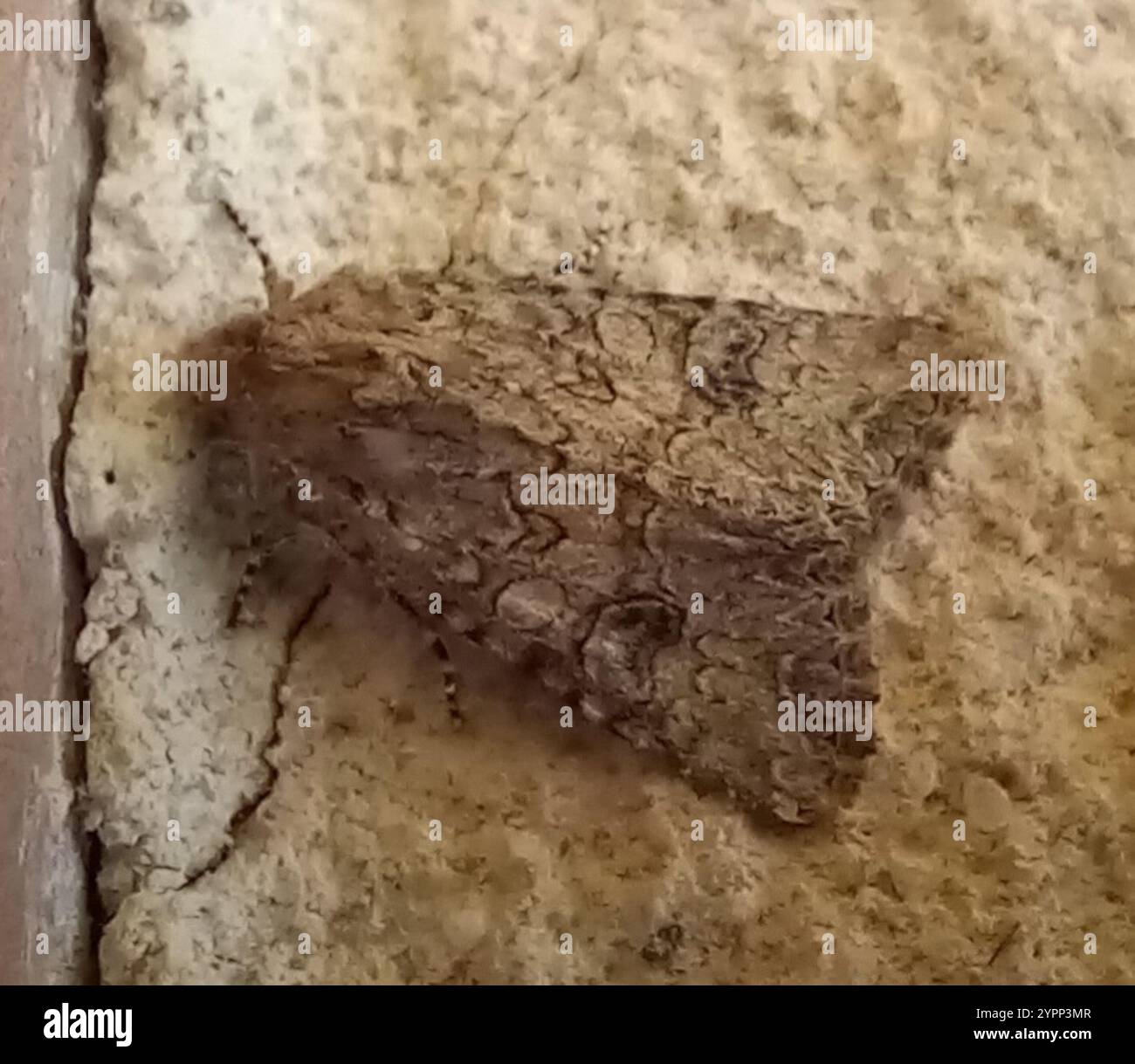 Nutmeg Moth (Anarta trifolii Stock Photo - Alamy