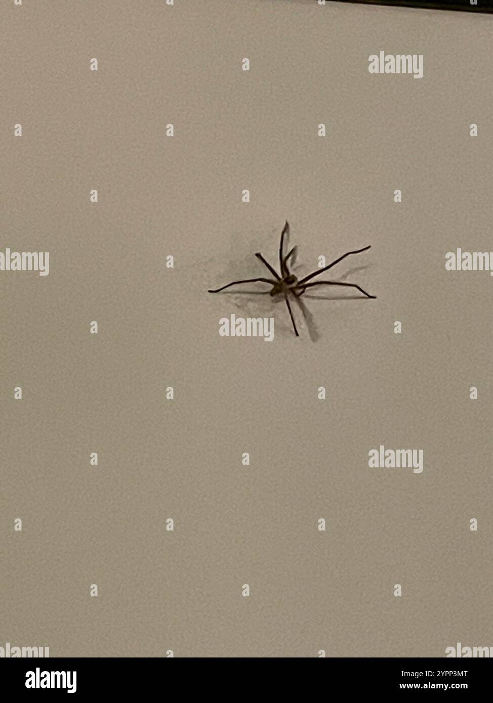 Pantropical Huntsman Spider (Heteropoda venatoria Stock Photo - Alamy