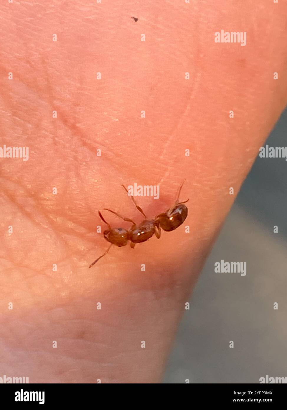 Larger ant hi-res stock photography and images - Alamy